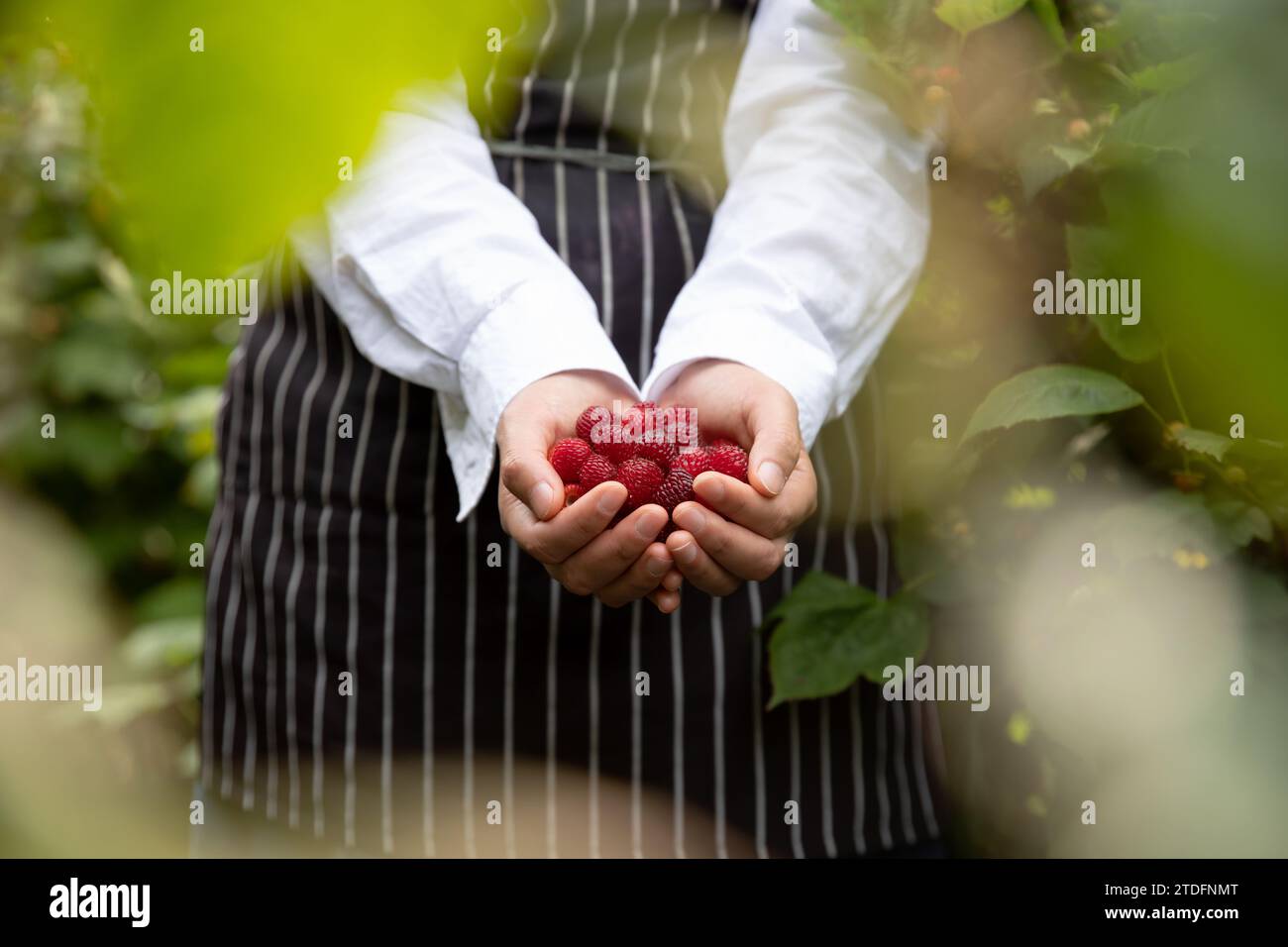 Ripe raspberries in both hands Stock Photo - Alamy
