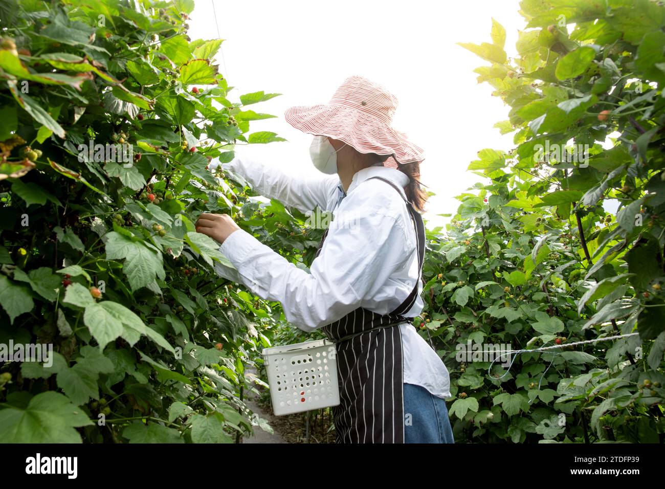 Young female farmer is harvesting raspberries in a raspberry field ...