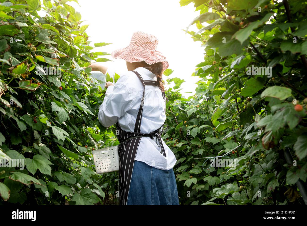 Young female farmer is harvesting raspberries in a raspberry field ...