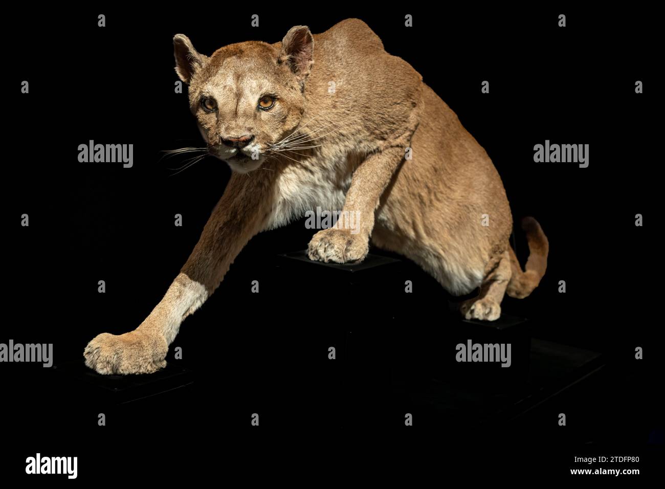 Paris, France - 06 10 2023: The Great Evolution Gallery of Paris ...