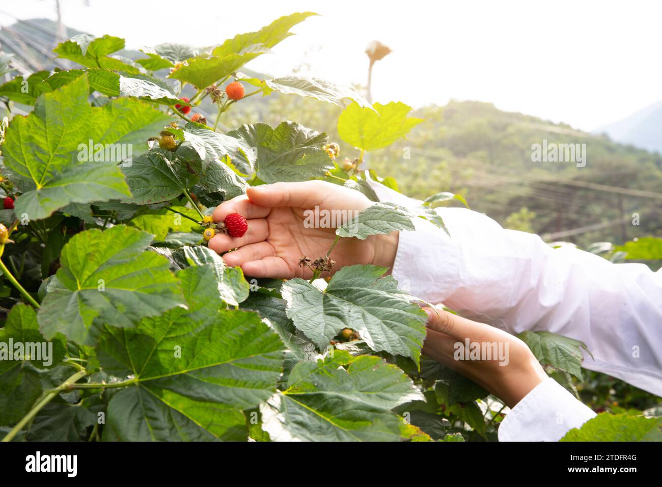 Close up of hands harvesting berries in raspberry field Stock Photo - Alamy