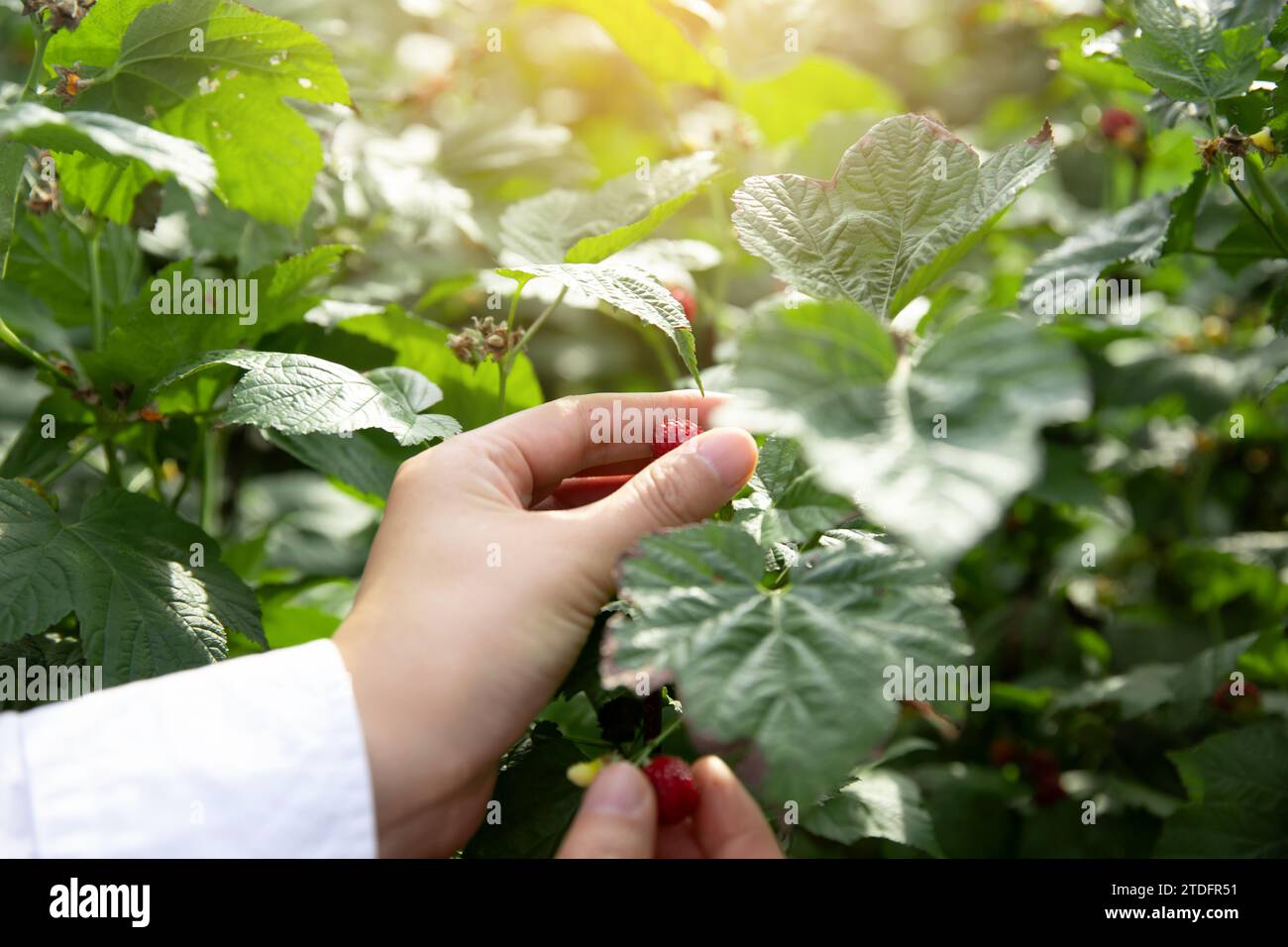 Close up of hands harvesting berries in raspberry field Stock Photo - Alamy