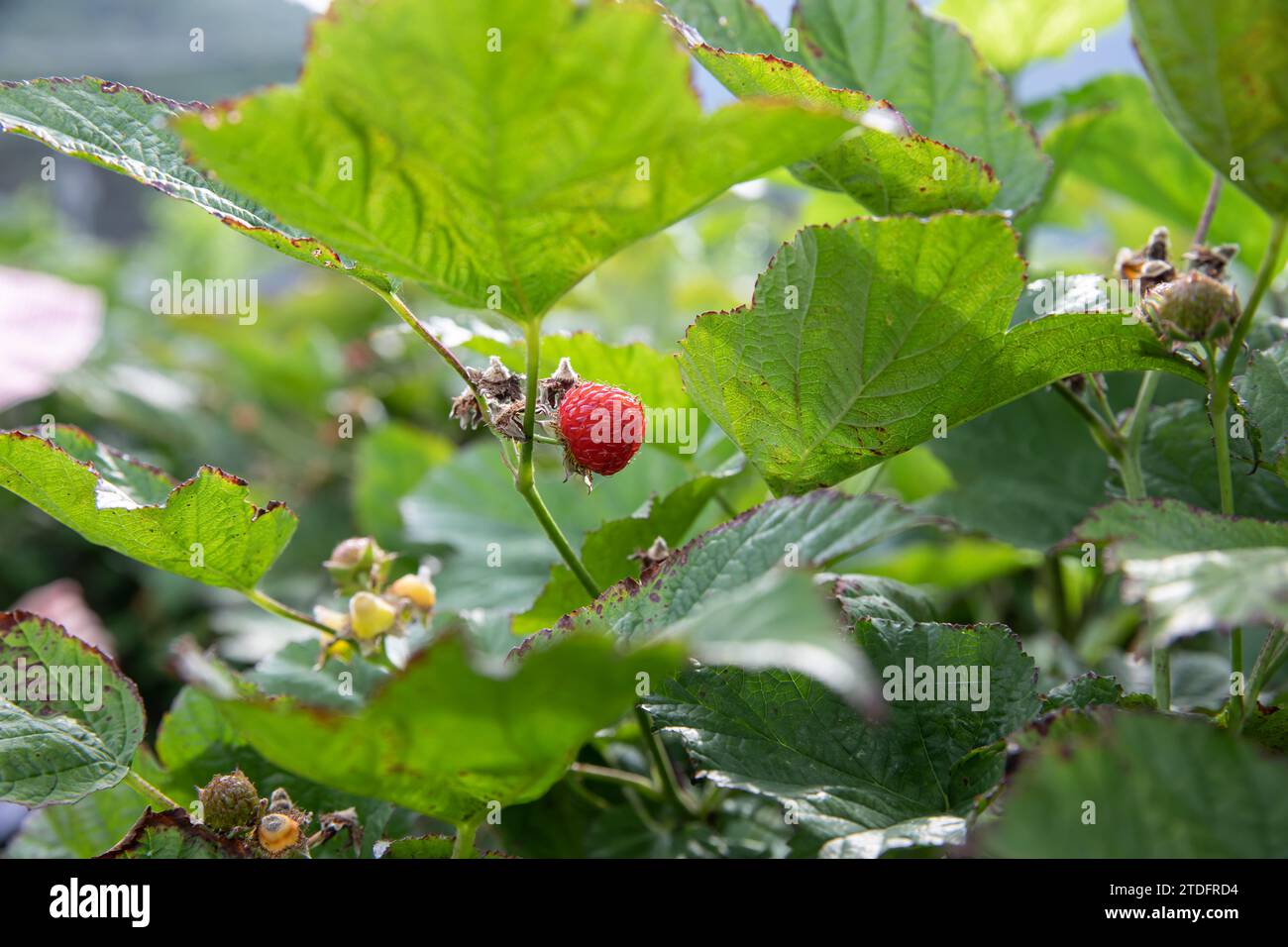 Ripe raspberries are on the raspberry tree Stock Photo - Alamy