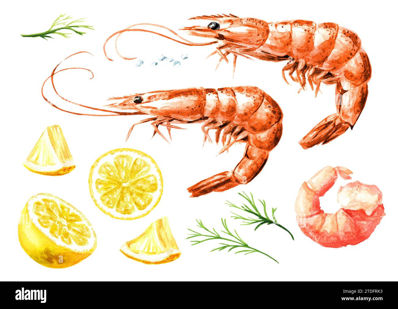 Boiled shrimps served with lemon and dill set, seafood. Hand drawn ...
