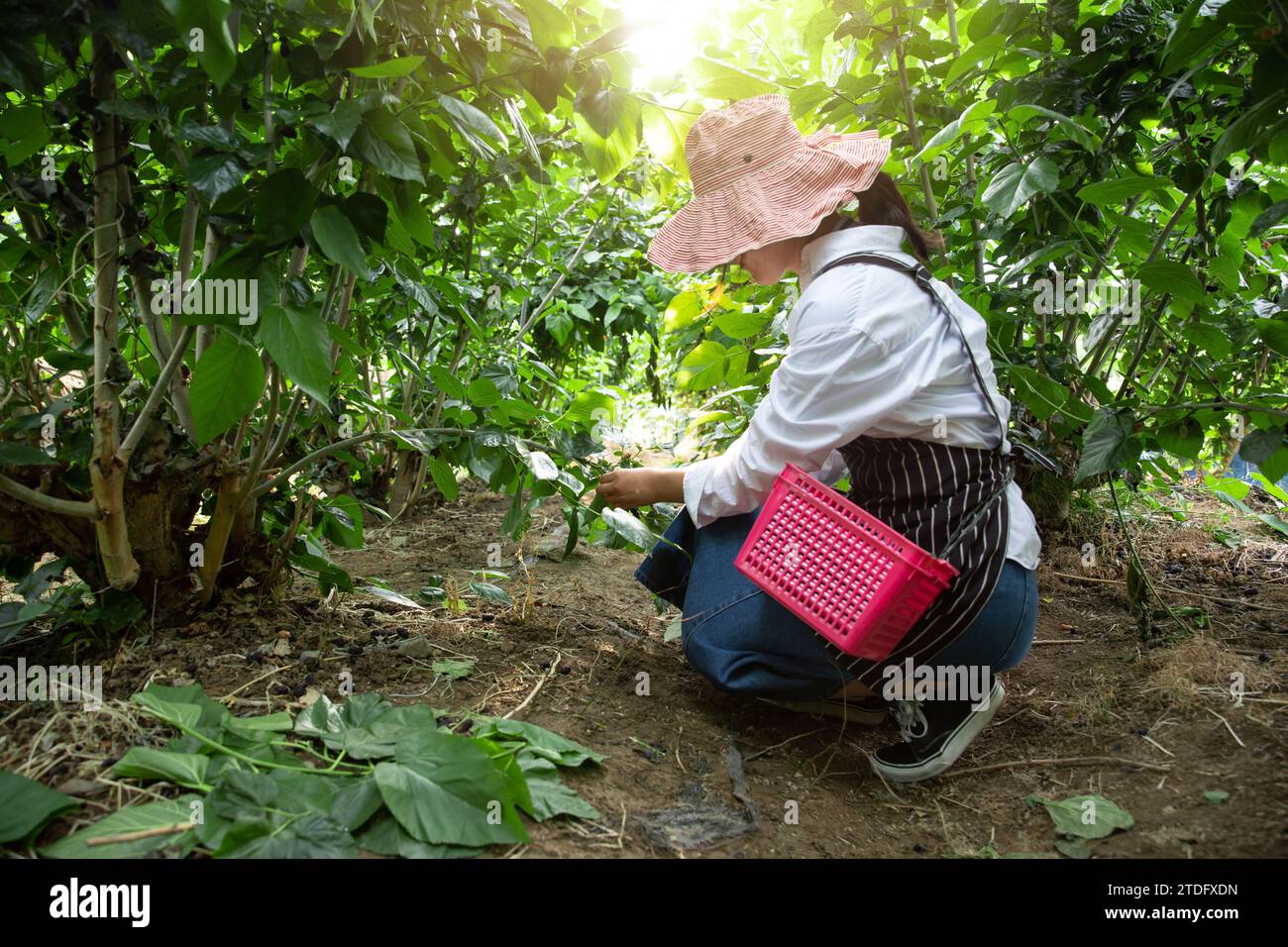 Young female farmer is harvesting Mulberry in a raspberry field Stock ...