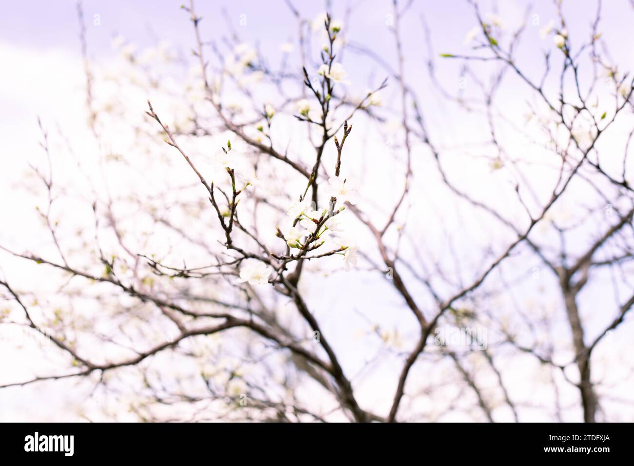 Thin branches of plum with white flowers on a spring sunny day. Spring ...
