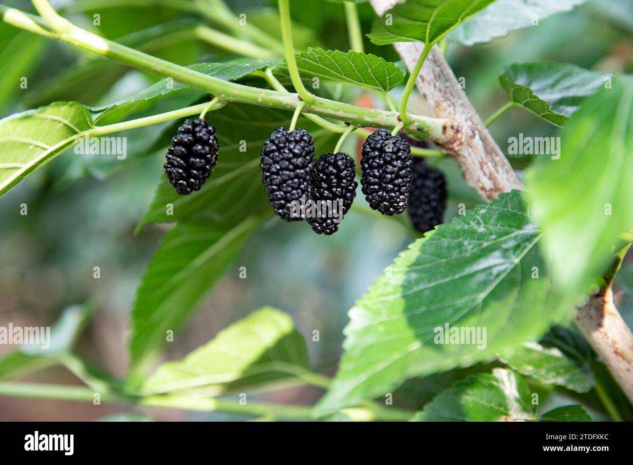 Mulberry berries on branch hi-res stock photography and images - Alamy