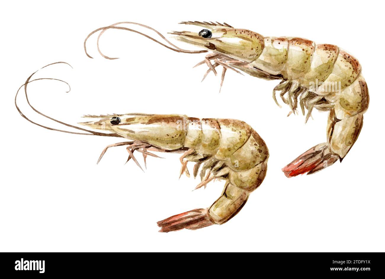 Fresh shrimps set, seafood. Hand drawn watercolor illustration ...