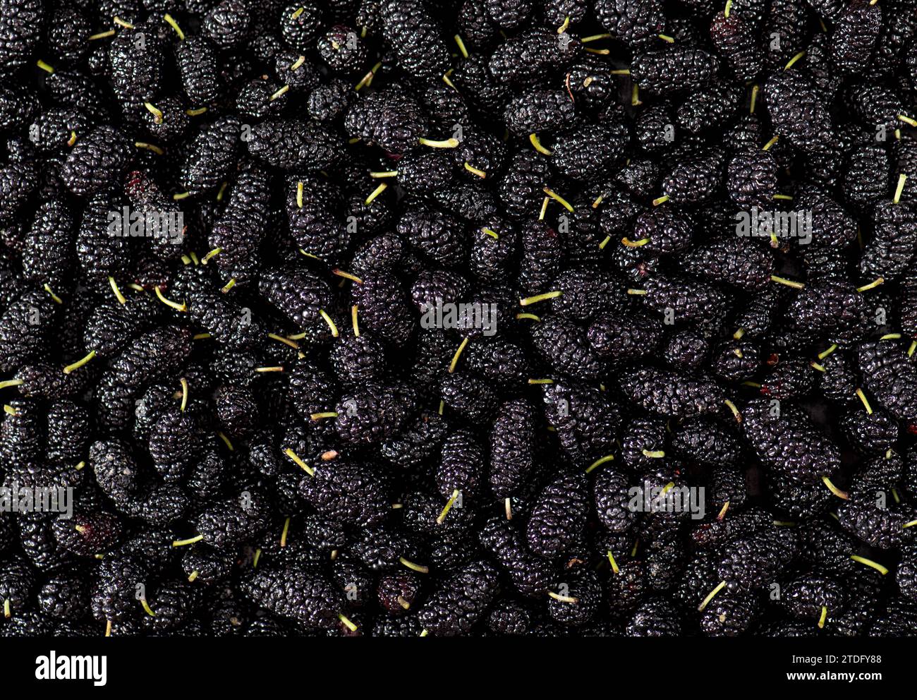 Mulberry pattern hi-res stock photography and images - Alamy