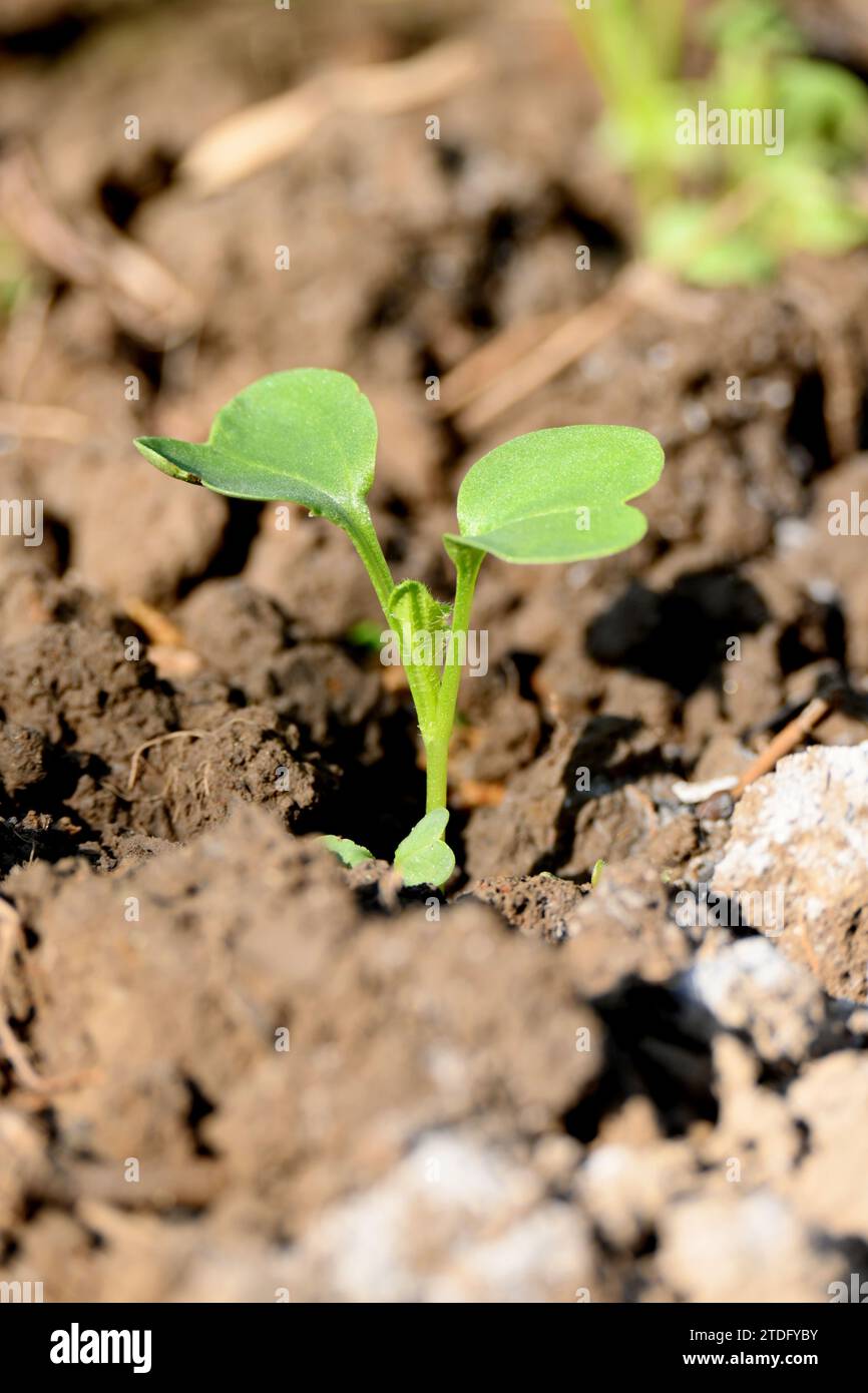 closeup the small green ripe radish plant with soil in the farm soft ...