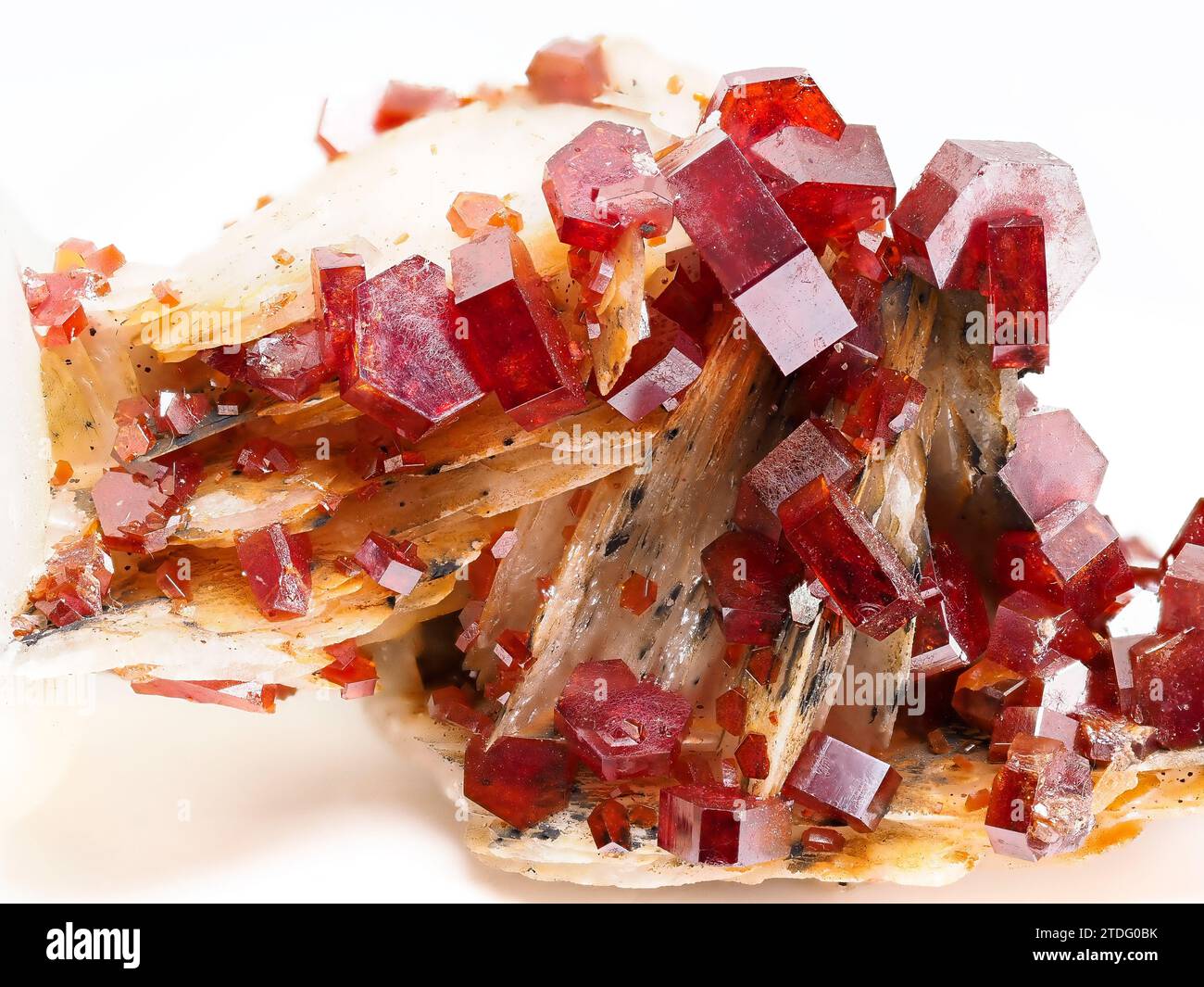 macro close up of natural vanadinite crystals on white background Stock ...