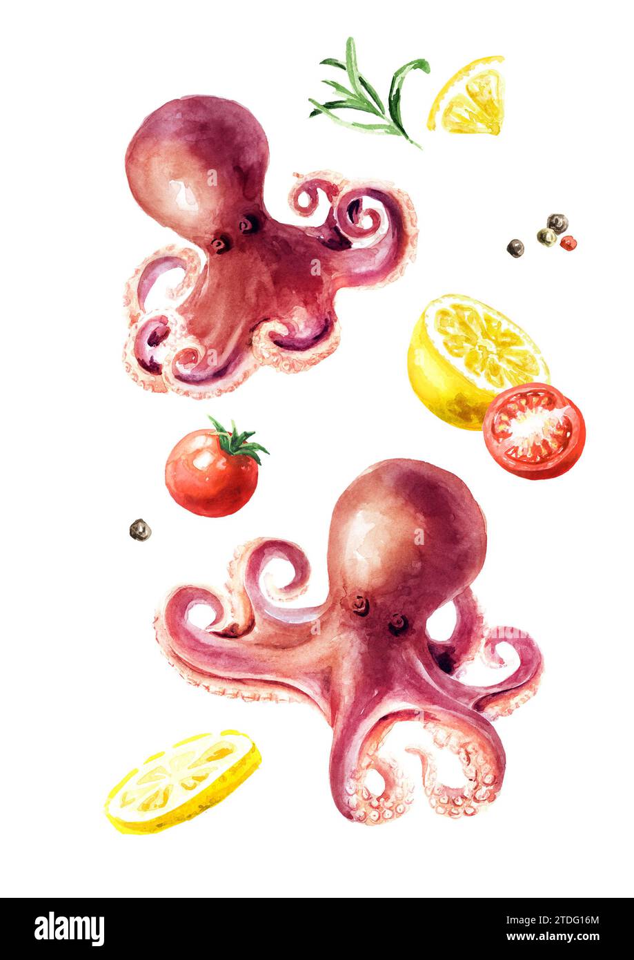 Mini octopus with vegetables set. Hand drawn watercolor illustration ...