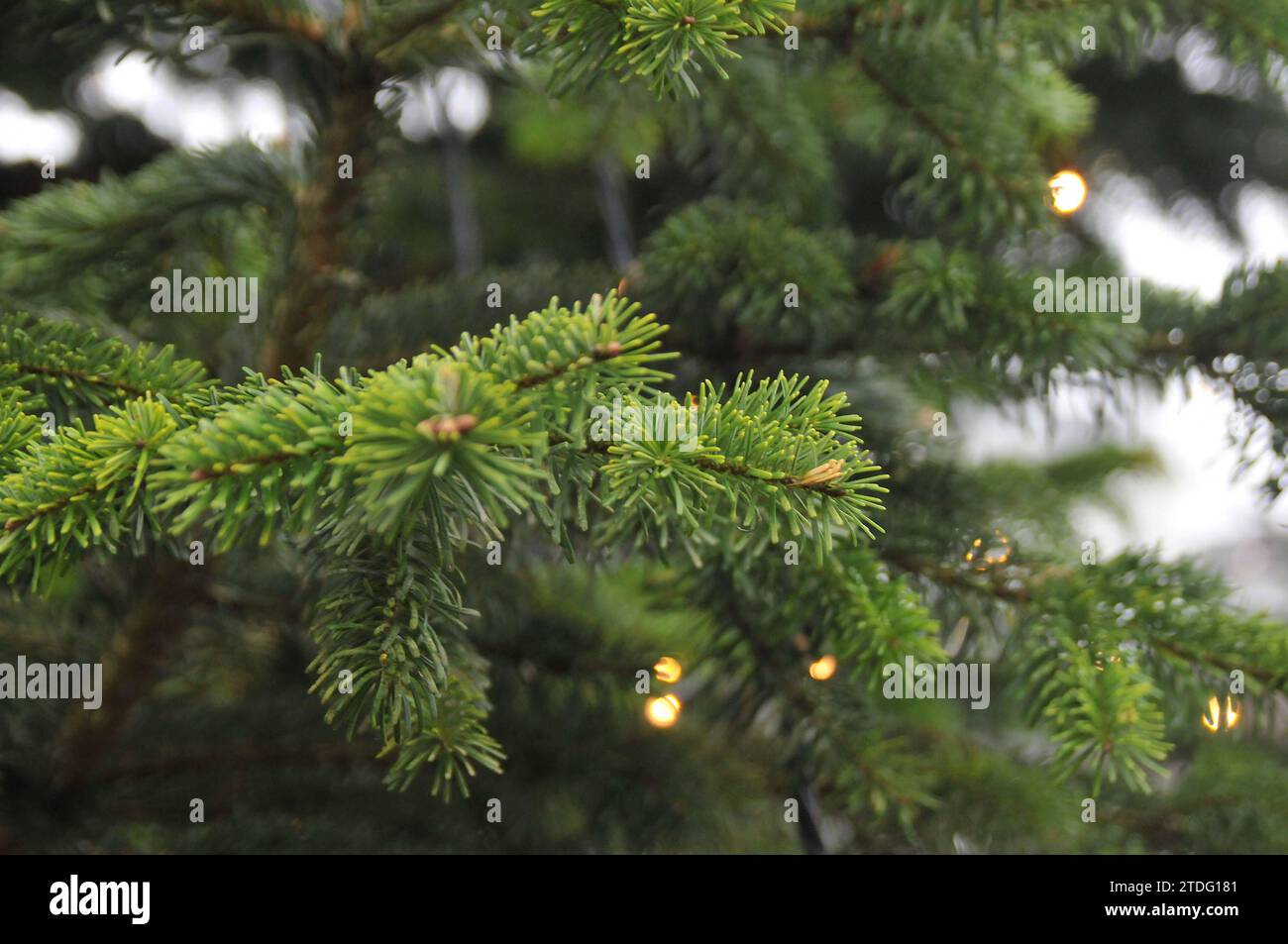 Copenhagen, Denmark /18 December 2023/. Christma tree in danish capital ...