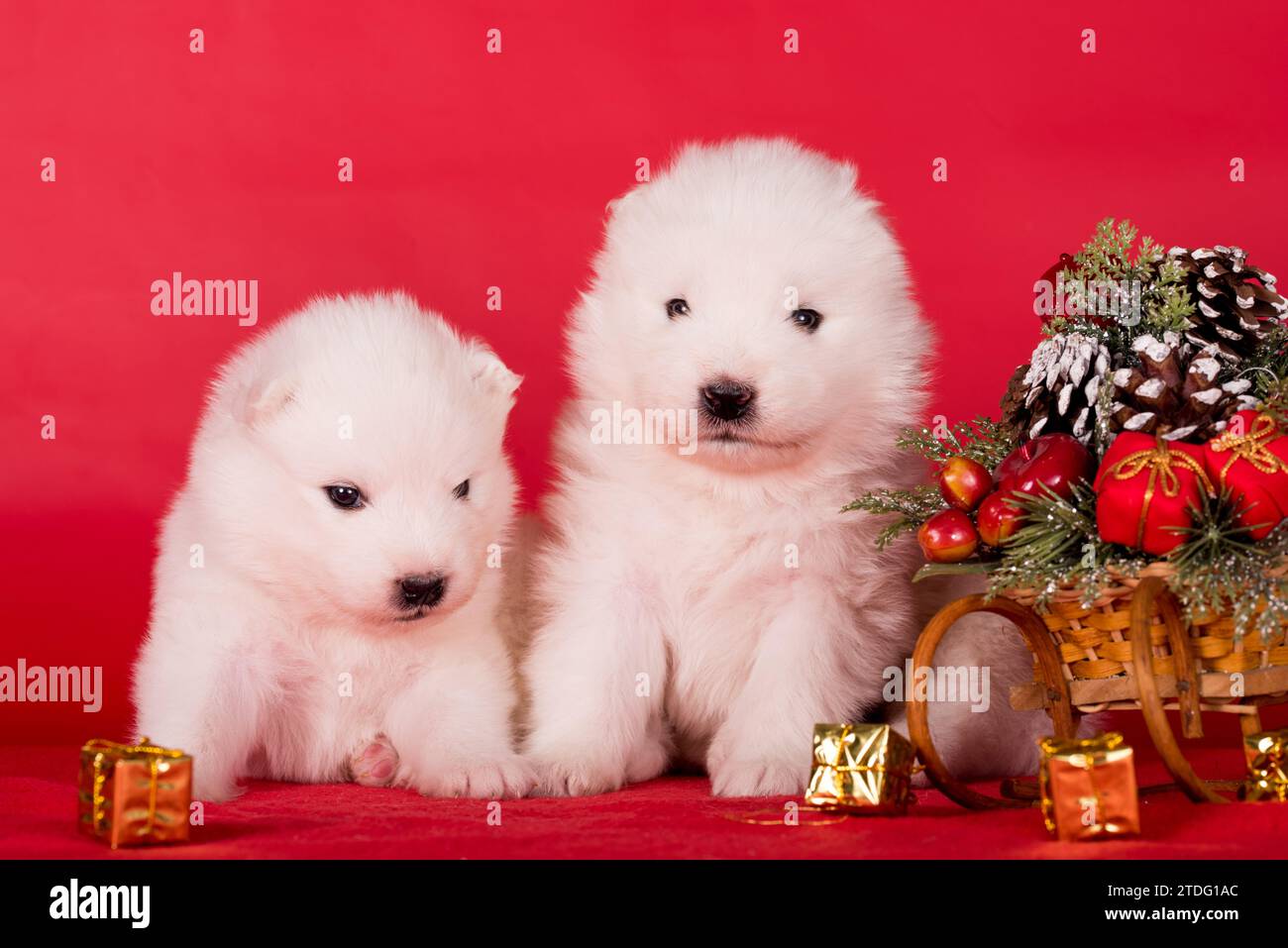 Christmas puppies. Samoyed puppies dogs on Christmas red background ...