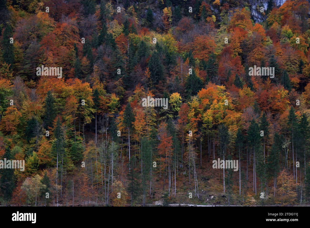 Image of autumn in Bavaria Stock Photo - Alamy