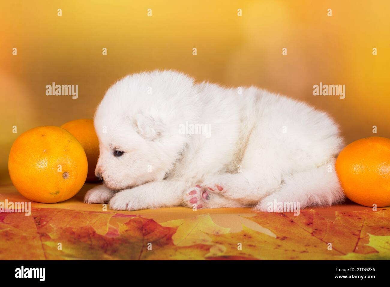 White fluffy Samoyed puppy dog with orange Stock Photo - Alamy