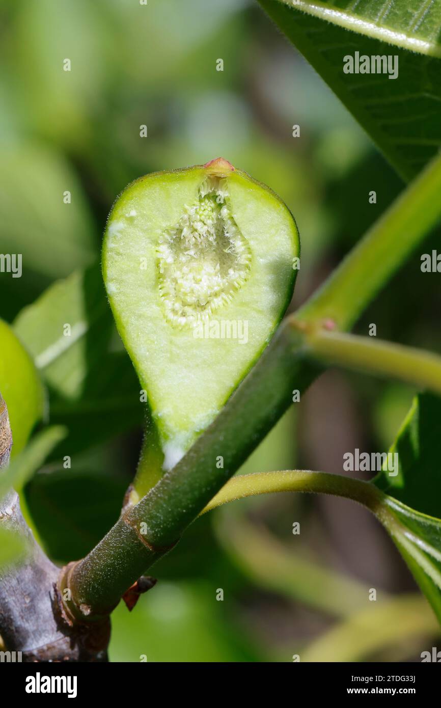 Feige, Echte Feige, Feigen, Feigenbaum, Feigenblüte, Feigenblüten ...