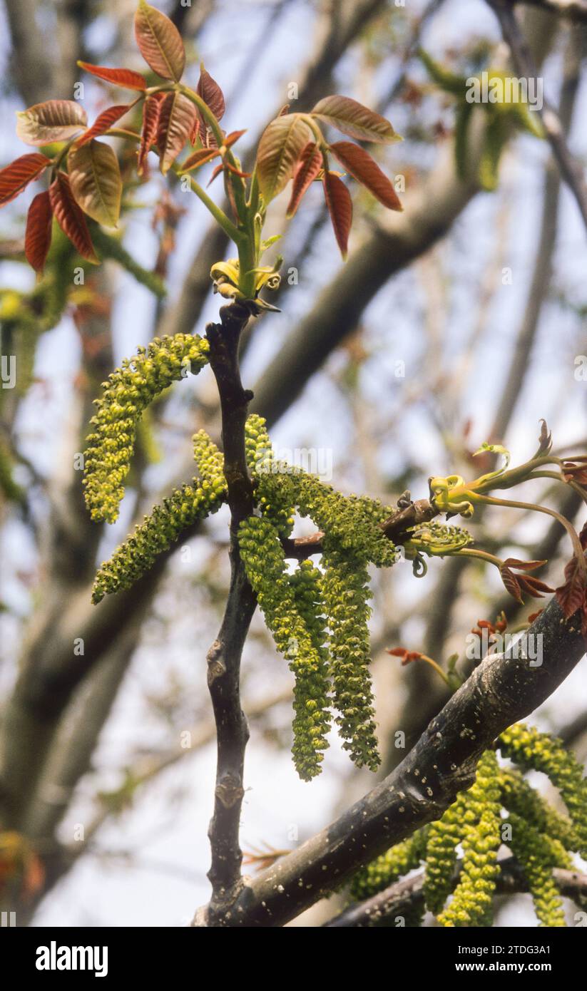 Walnuss, Walnuß, Wal-Nuss, Wal-Nuß, Blüten, blühend, Blütenkätzchen ...