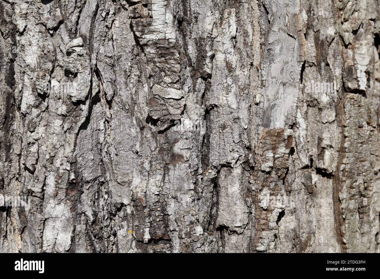 Walnuss, Walnuß, Rinde, Borke, Stamm, Wal-Nuss, Wal-Nuß, Juglans regia ...