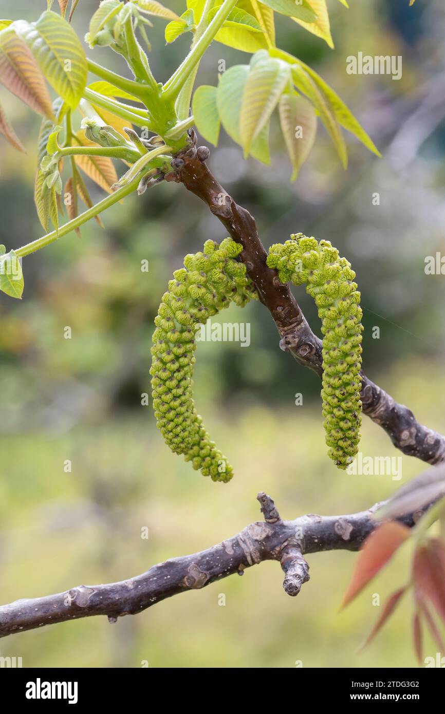 Walnut flower hi-res stock photography and images - Alamy