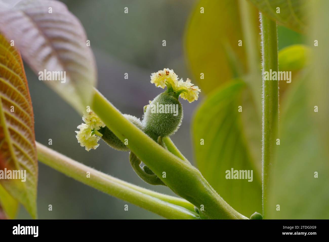 Walnuss, Walnuß, Weiblicher Blütenstand, weibliche Blüte, Blüte, Blüten ...