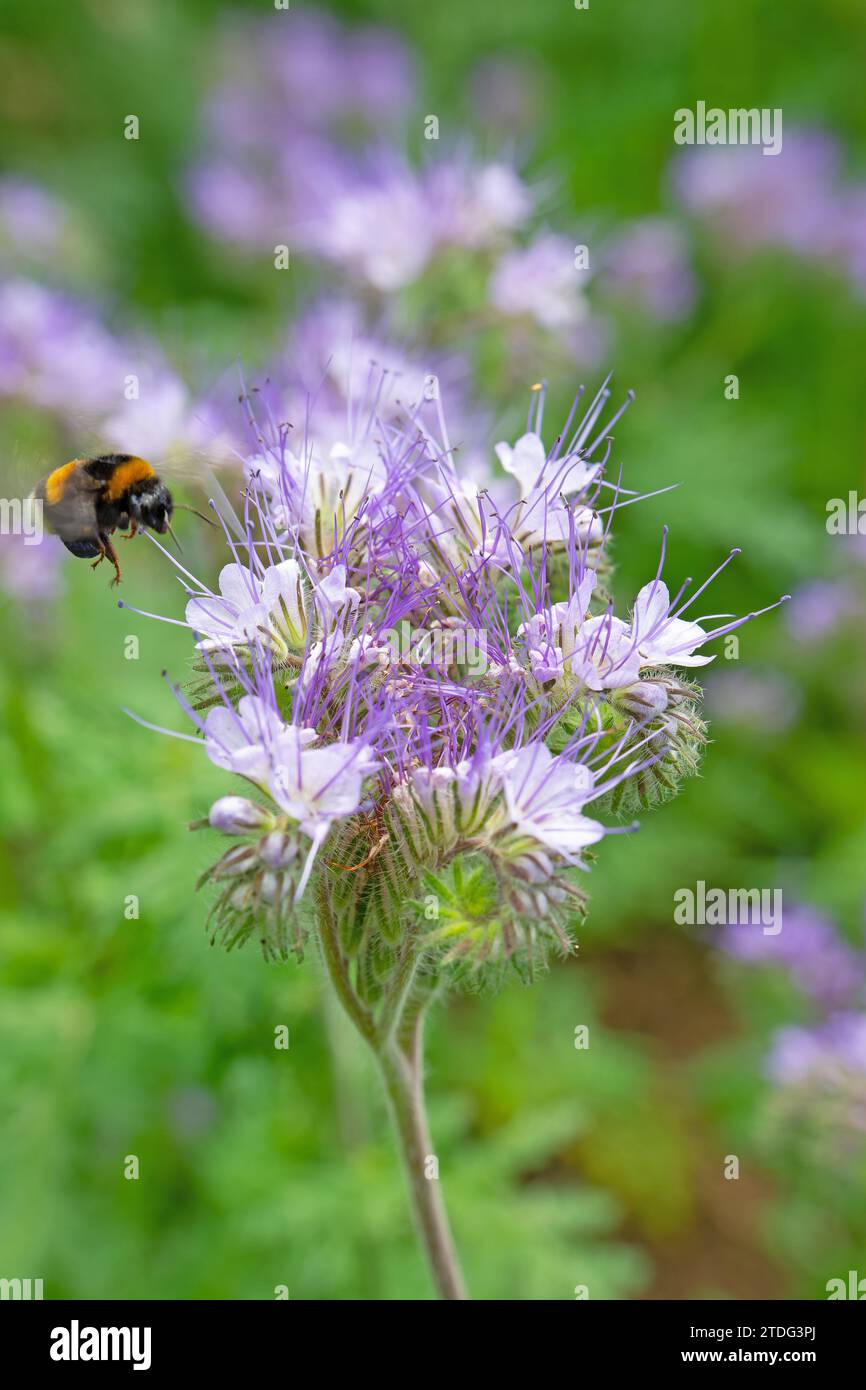 Phacelia tanacetifolia bee in hi-res stock photography and images - Alamy