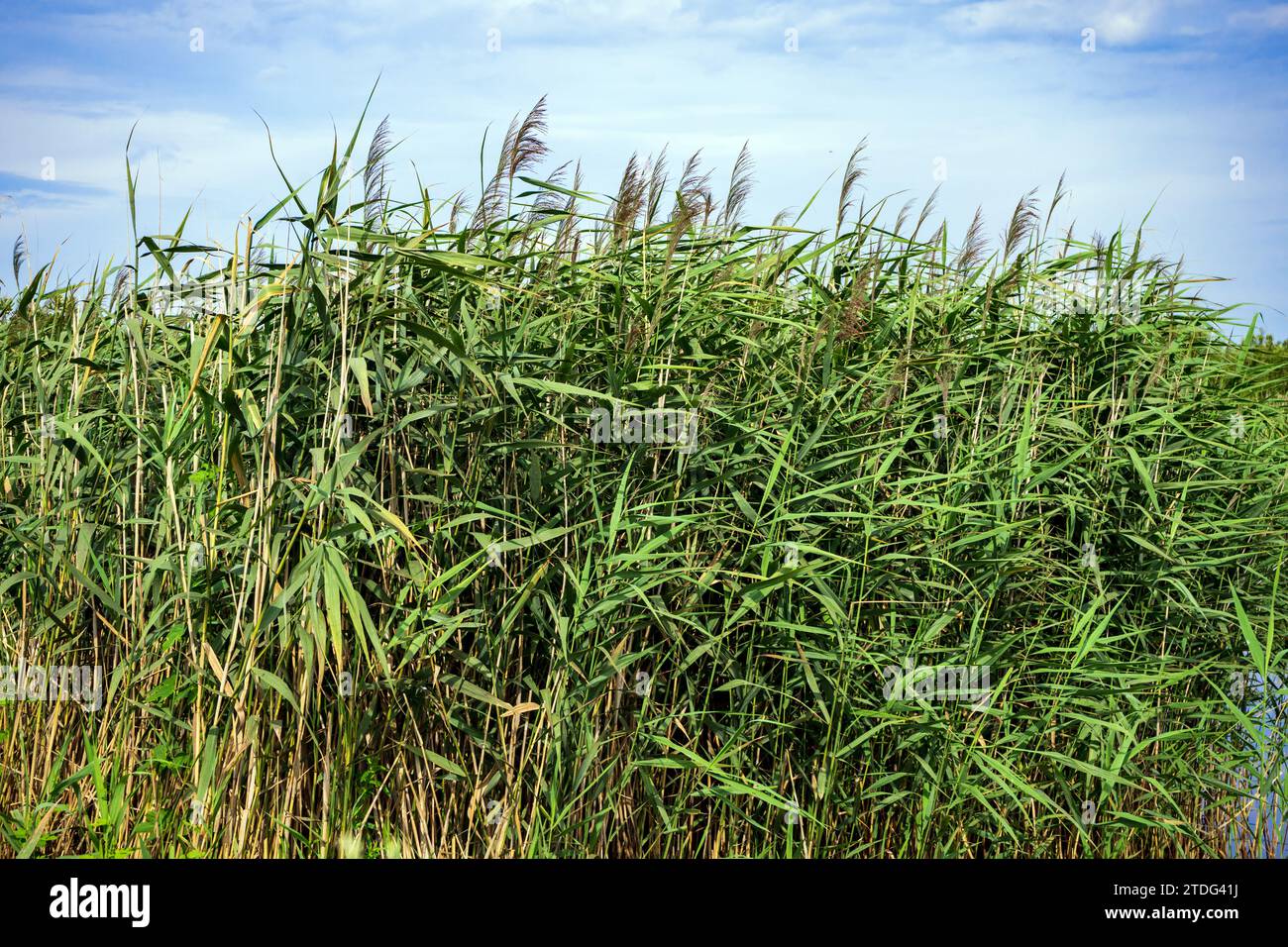 The reed grows near reservoir Stock Photo - Alamy