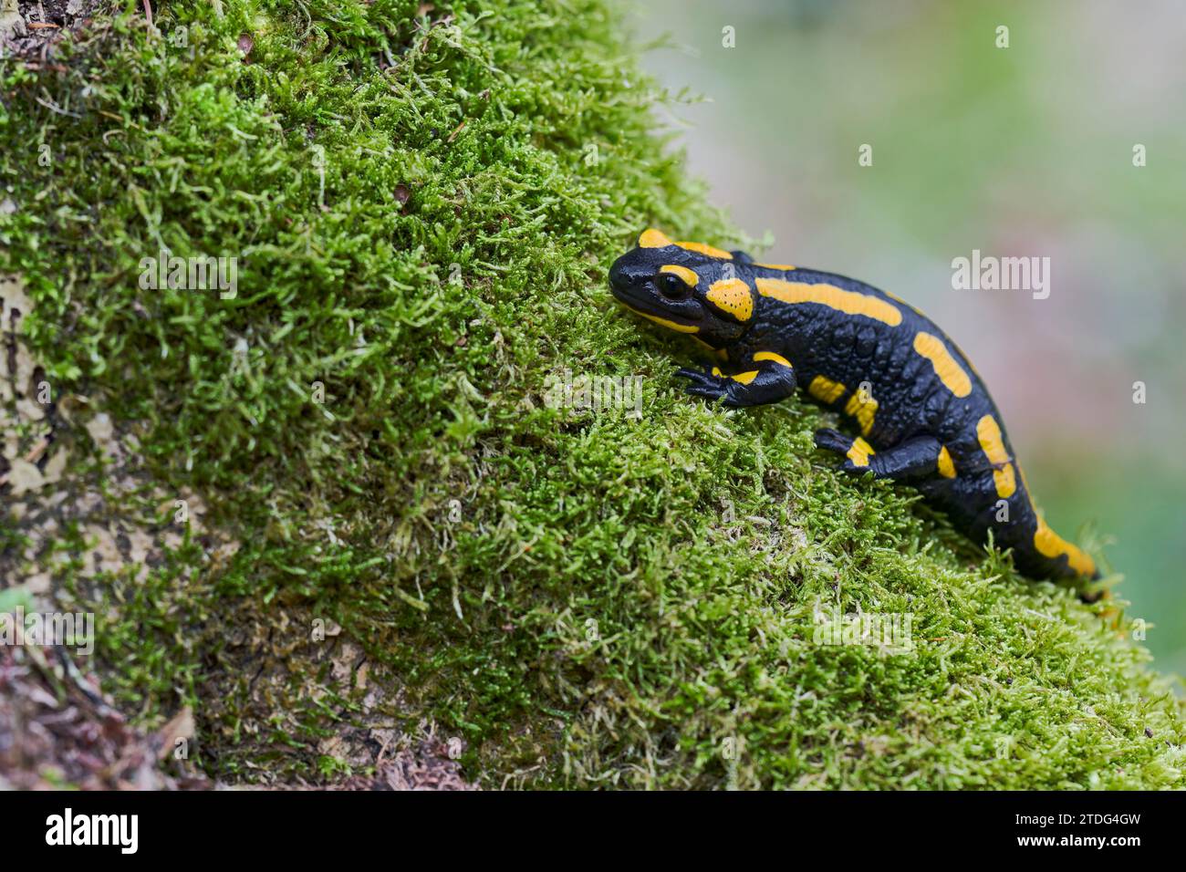 Feuersalamander, Salamandra salamandra, european fire salamander Stock ...