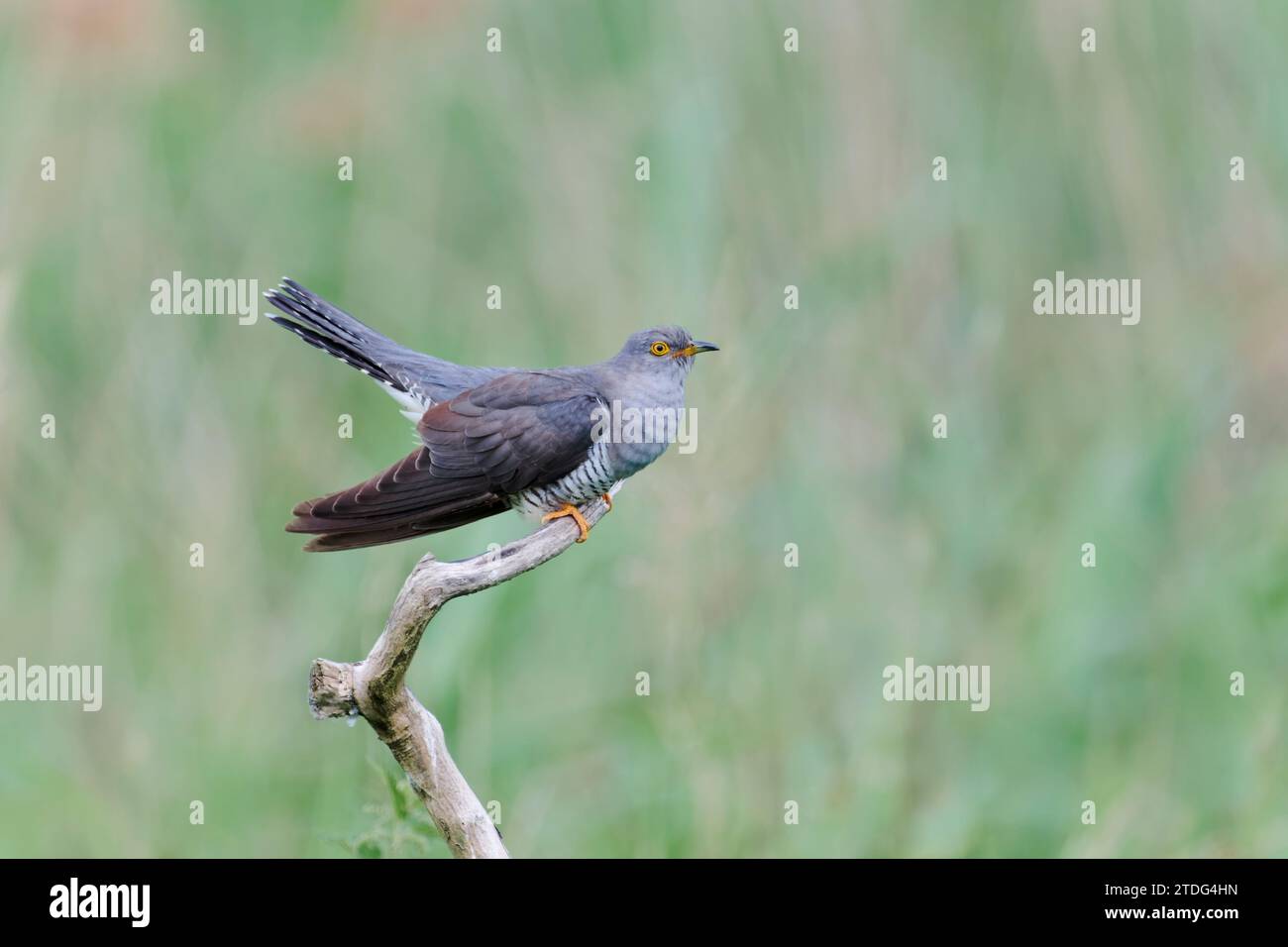 Kuckuck Männchen, Cuculus canorus, Male Cuckoo Stock Photo - Alamy