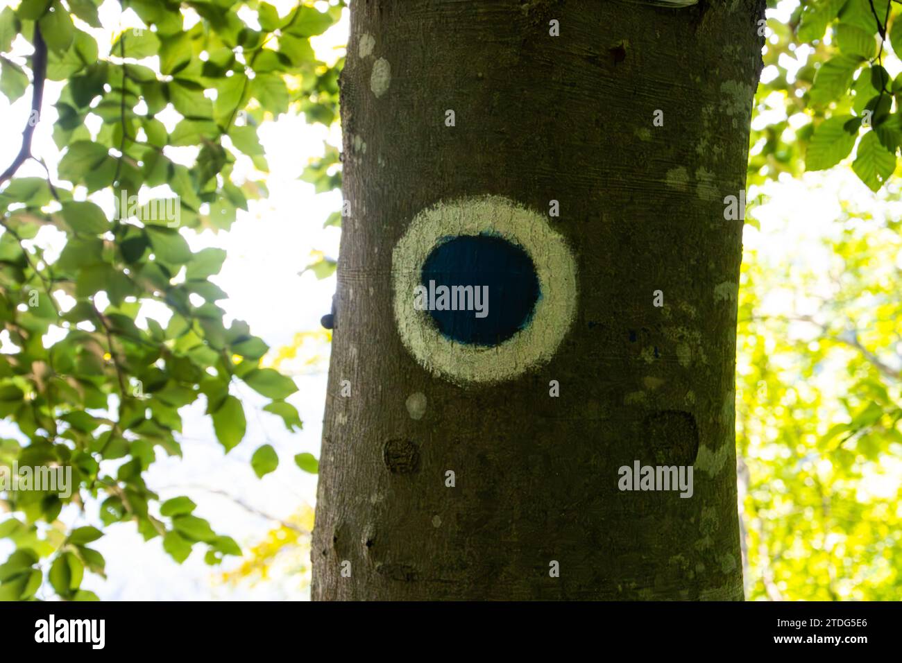 Tourist routes markings on a tree in the forest Stock Photo - Alamy