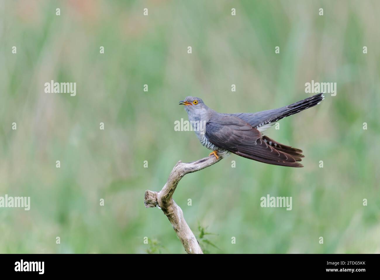 Kuckuck Männchen, Cuculus canorus, Male Cuckoo Stock Photo - Alamy
