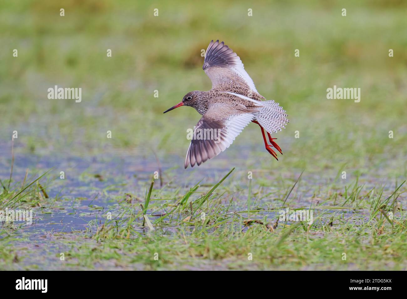 Totanus tringa hi-res stock photography and images - Alamy