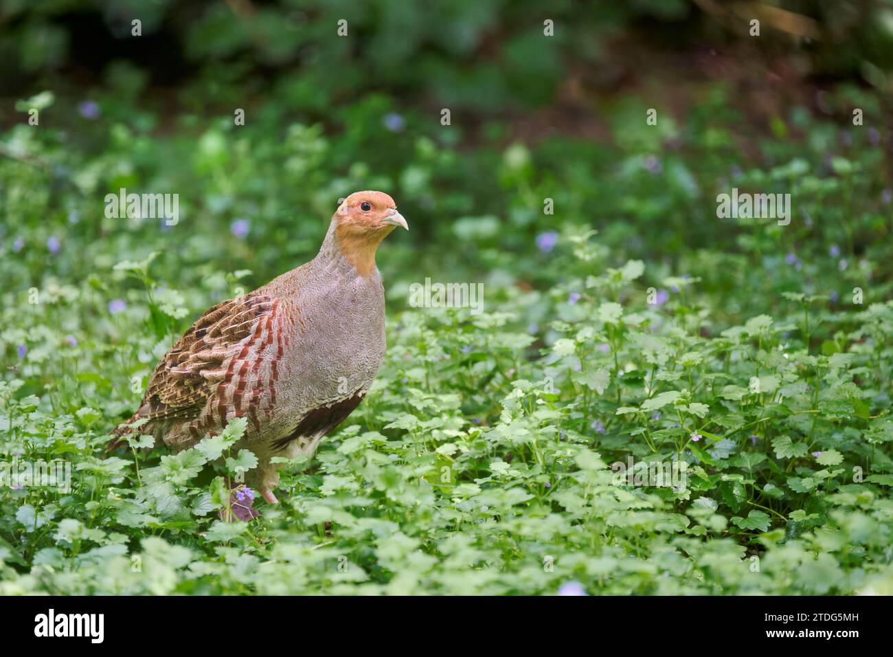Rebhuhn,Perdix perdix,Grey Partridge Stock Photo - Alamy