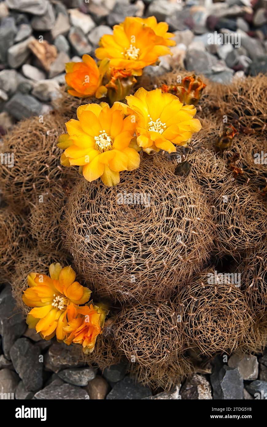 Arenaceous crown cactus (Sulcorebutia arenacea var candiae), Cactaceae ...