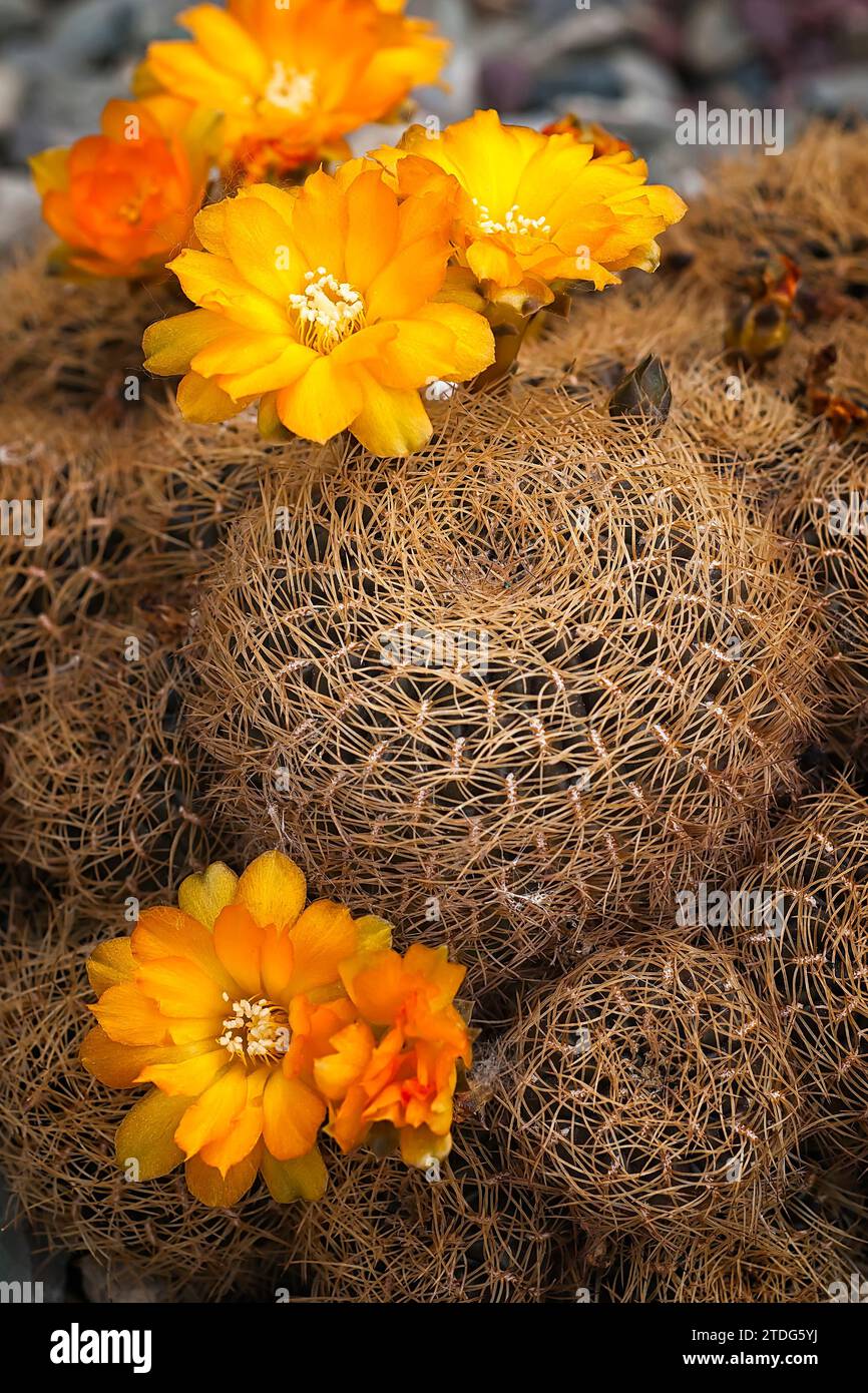 Arenaceous crown cactus (Sulcorebutia arenacea var candiae), Cactaceae ...