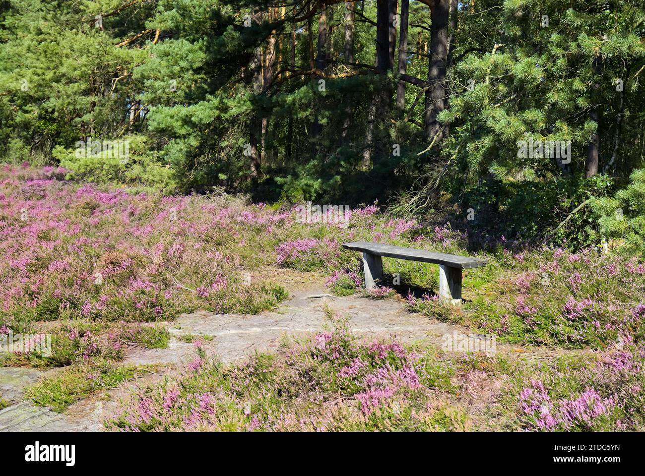 Pink heather landscape with a bench Stock Photo - Alamy