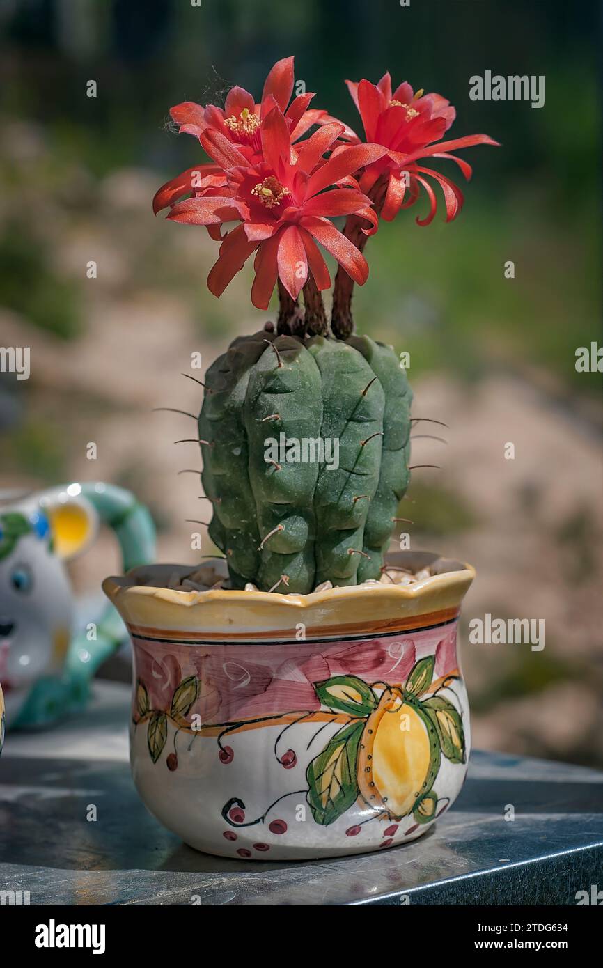 Matucana krahnii hi-res stock photography and images - Alamy