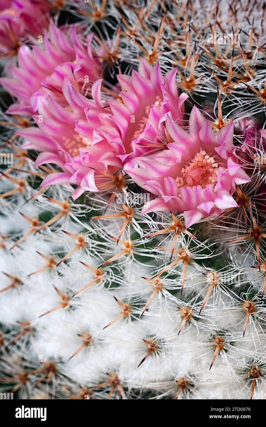 Mammillaria klissingiana, Cactaceae. Ornamental succulent plant. rare ...