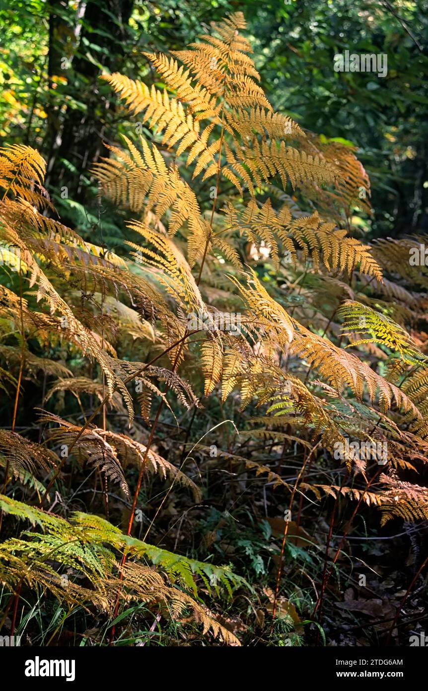 Bracken (Pteridium aquilinum), Dennstaedtiaceae. Large invasive fern ...