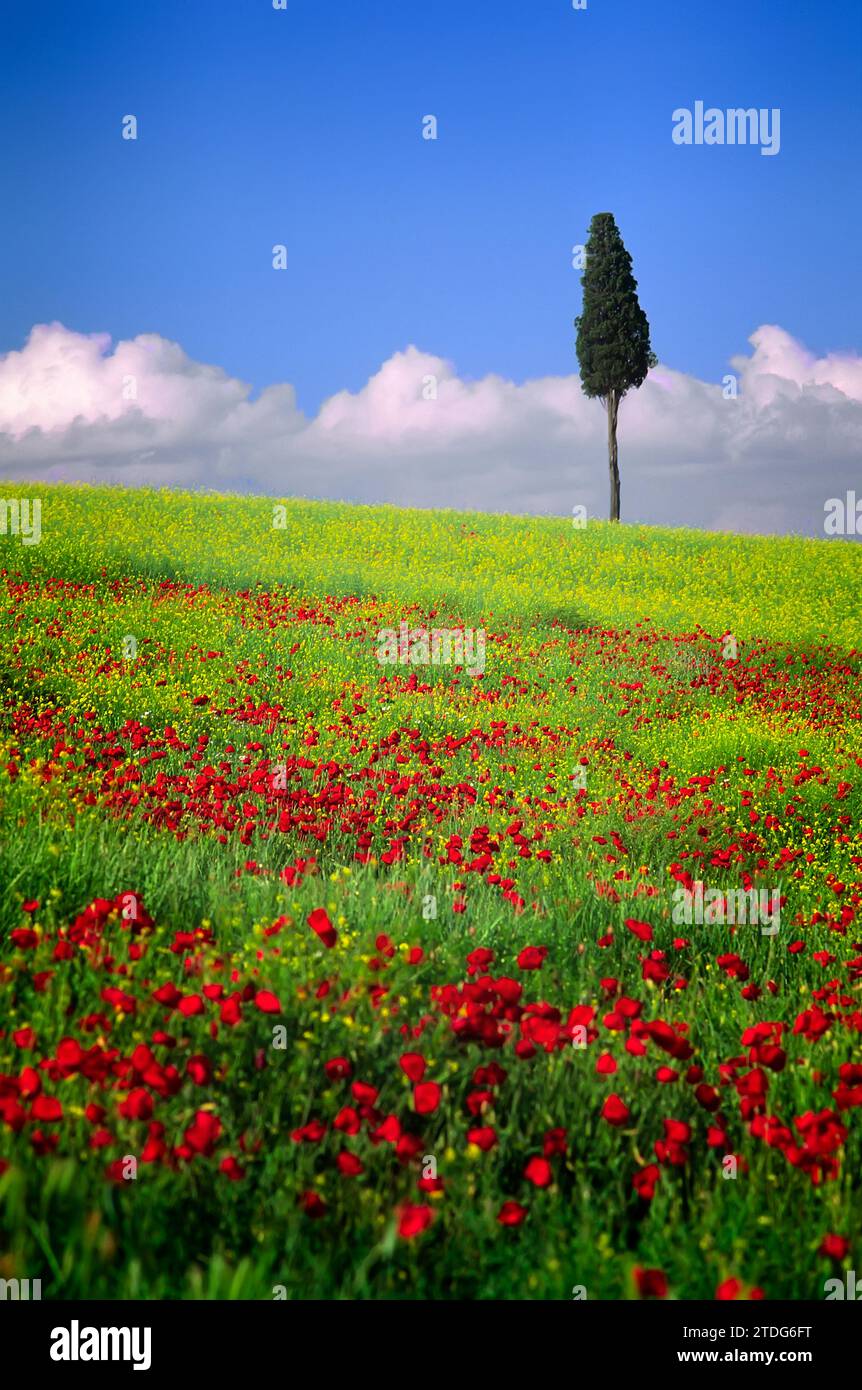 Italian cypress trees poppy flowers hi-res stock photography and images ...