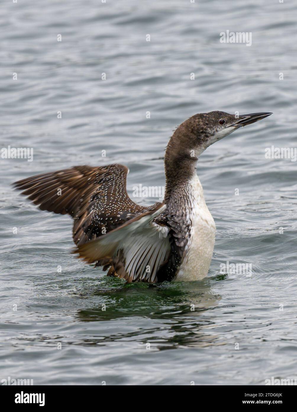 Common loon pair hi-res stock photography and images - Alamy