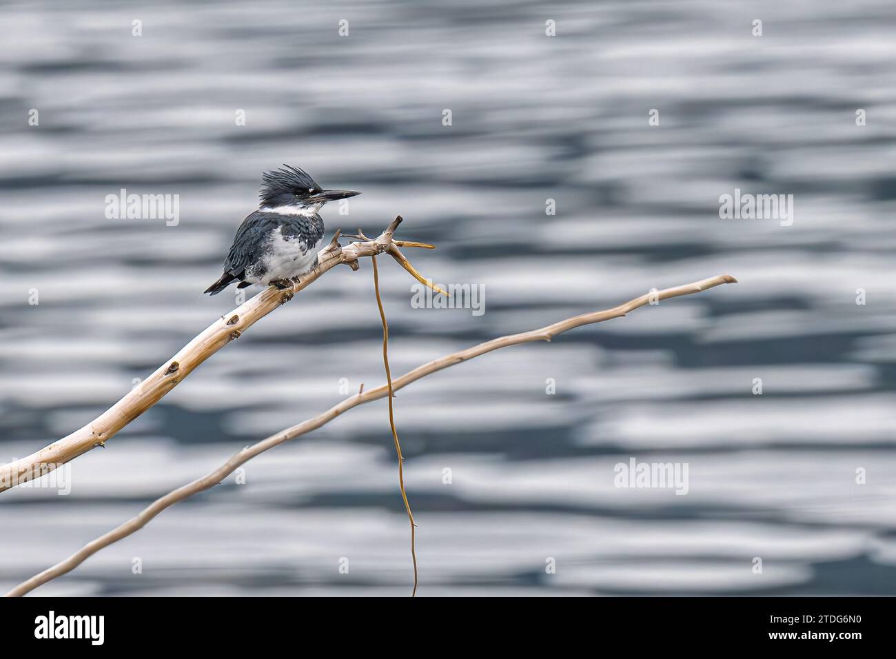 Alcyon lake hi-res stock photography and images - Alamy