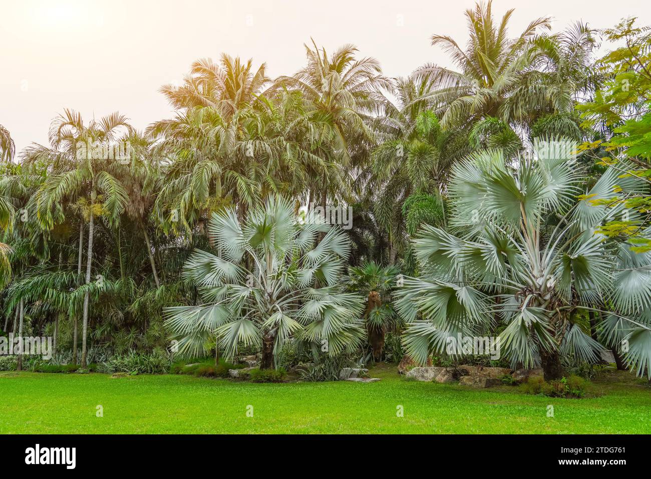 Panoramic beautiful view of a tropical rainforest in a monsoon climate ...