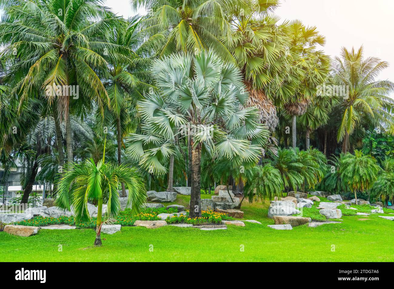 Panoramic beautiful view of a tropical rainforest in a monsoon climate ...