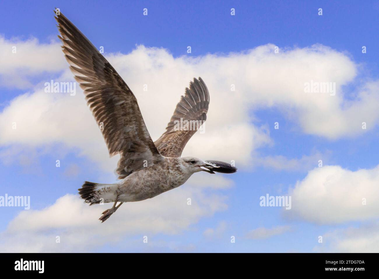 A juvenile Cape gull (Larus dominicanus vetula) flies with a catch off ...