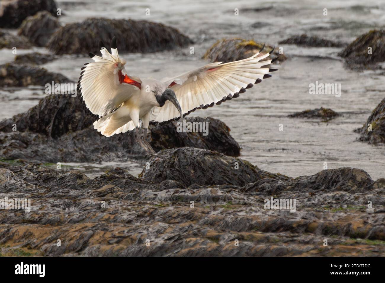 An African sacred ibis (Threskiornis aethiopicus) off the Cape ...