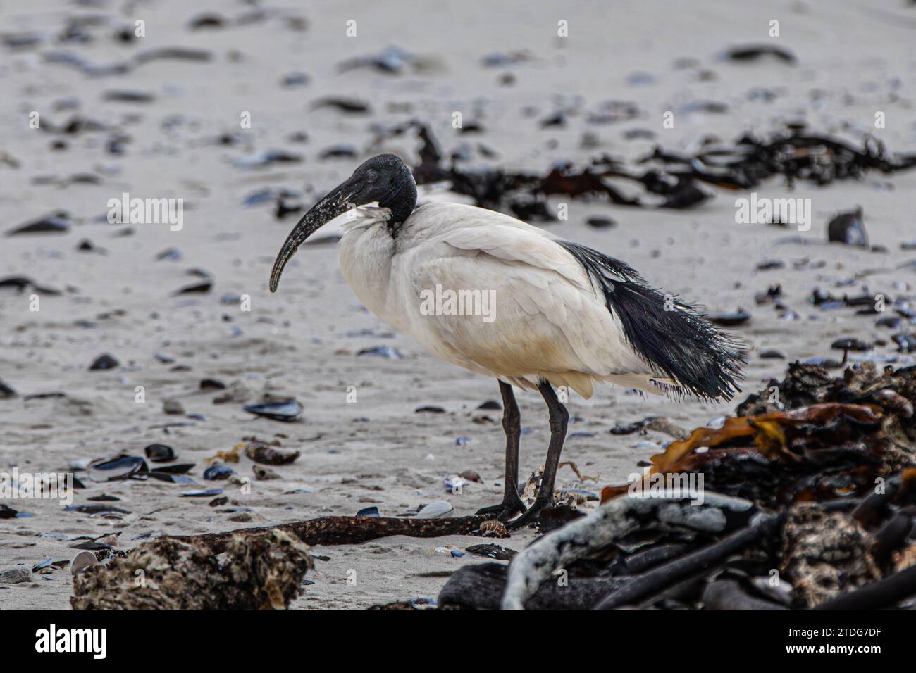 An African sacred ibis (Threskiornis aethiopicus) off the Cape ...