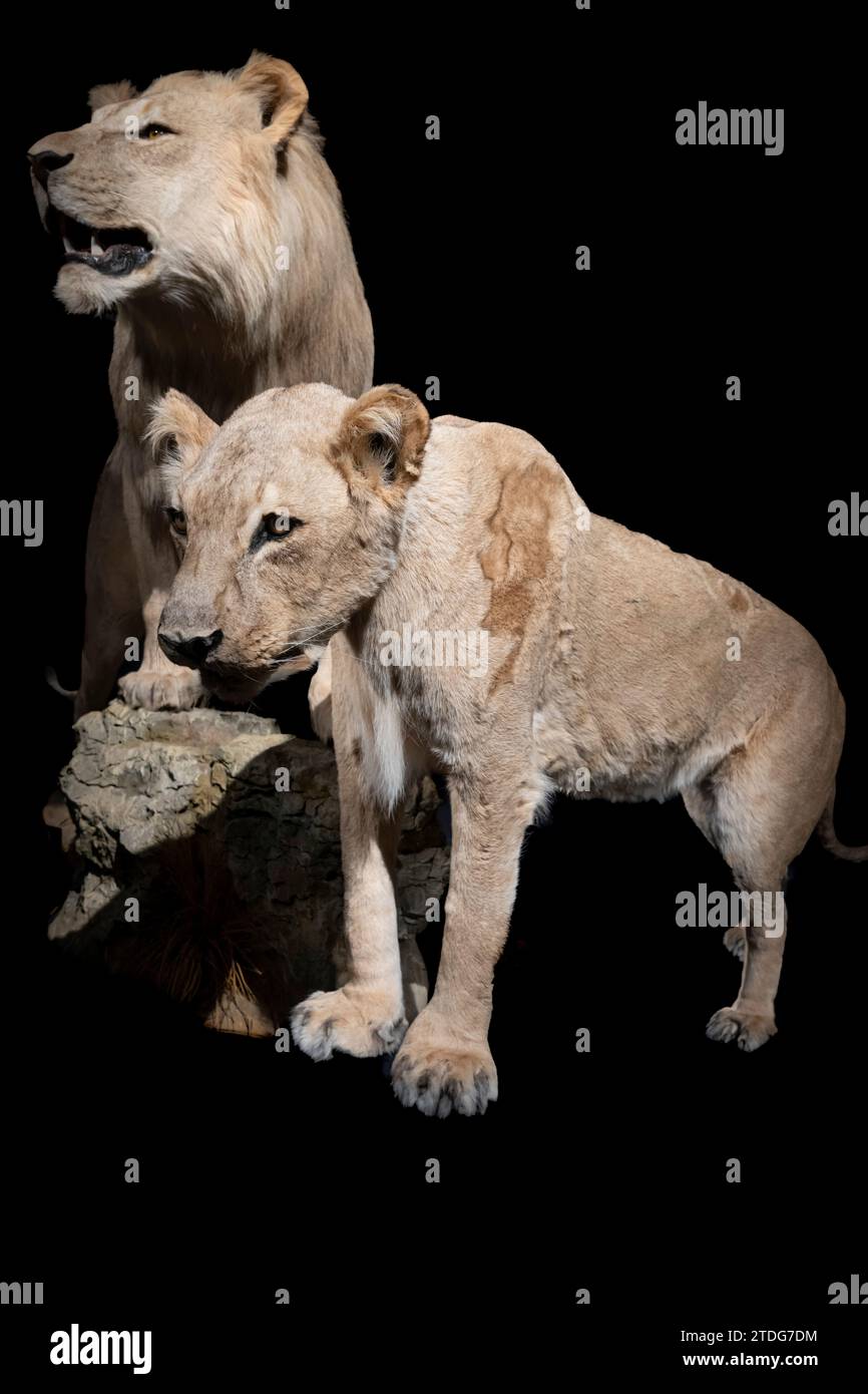 Paris, France - 06 10 2023: The Great Evolution Gallery of Paris ...