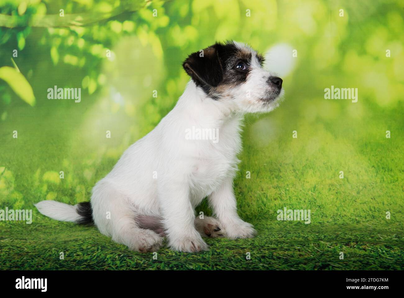Jack Russell Terrier puppy broken-coated dog on a green background ...