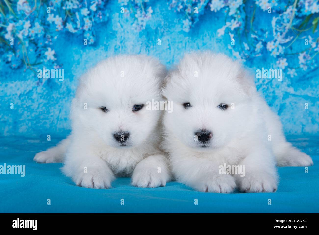 Two White fluffy small Samoyed puppies dogs are sitting on blue ...
